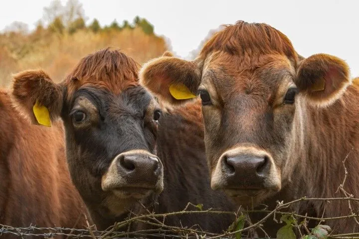 how big do mini cows get