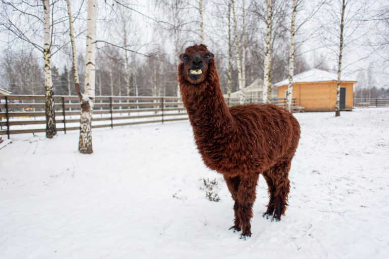 6 Ways To Help Your Llama In Winter | Bar Bar A Horse & Livestock Waterers