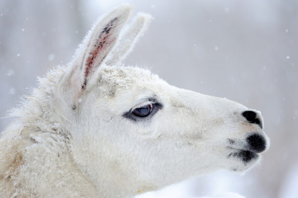 6 Ways To Help Your Llama In Winter | Bar Bar A Horse & Livestock Waterers
