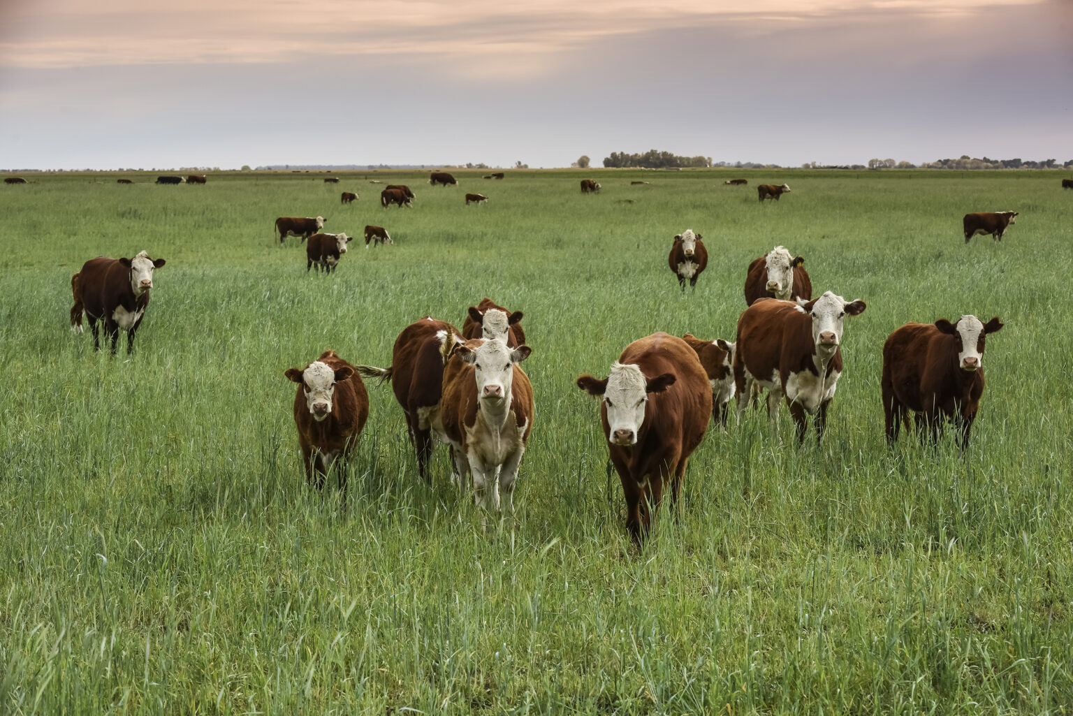 Understanding Cattle Water Needs: 7 Frequently Asked Questions