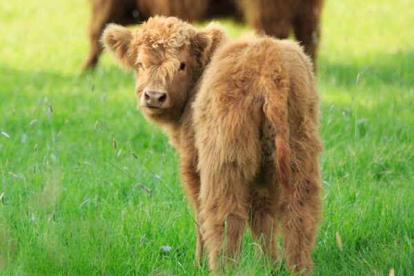 6 Reasons Why You Need A Miniature Cow